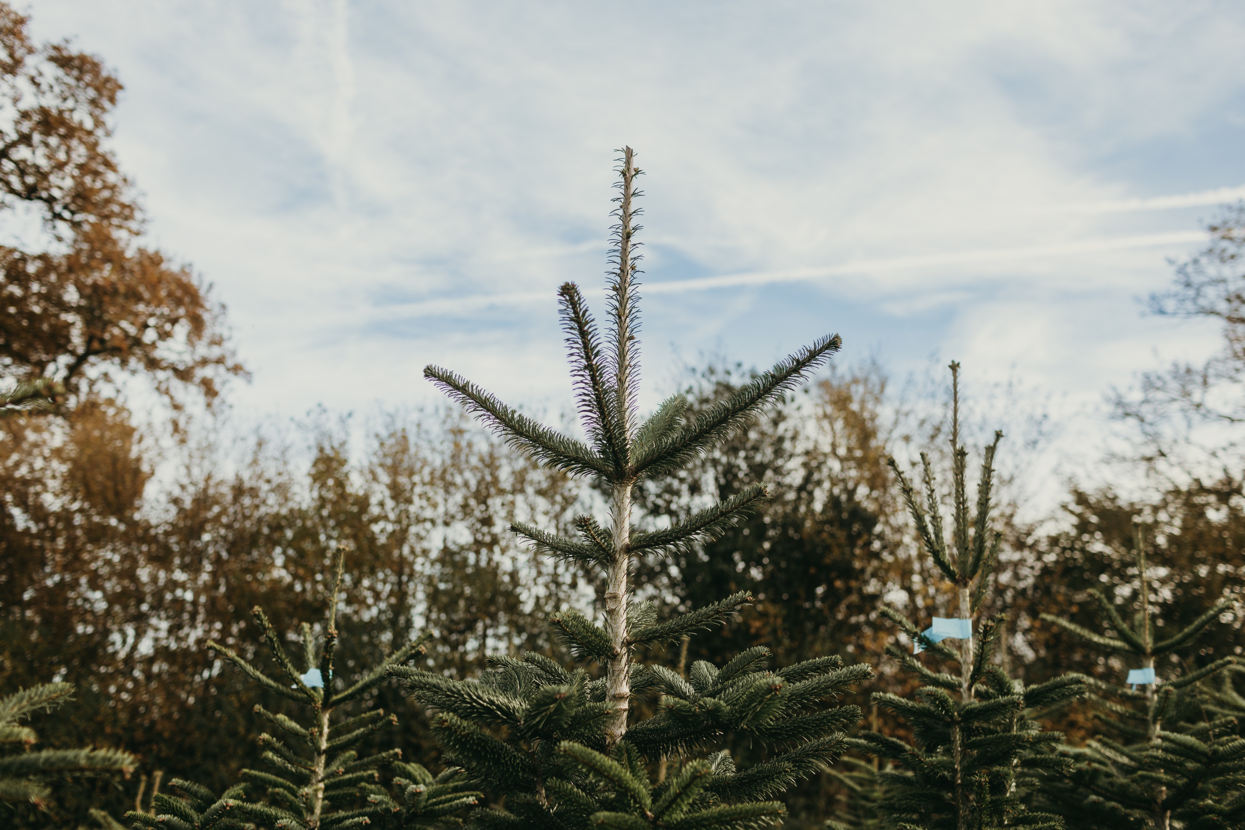 Secret Valley Christmas Trees - Fresh Premium Christmas Trees